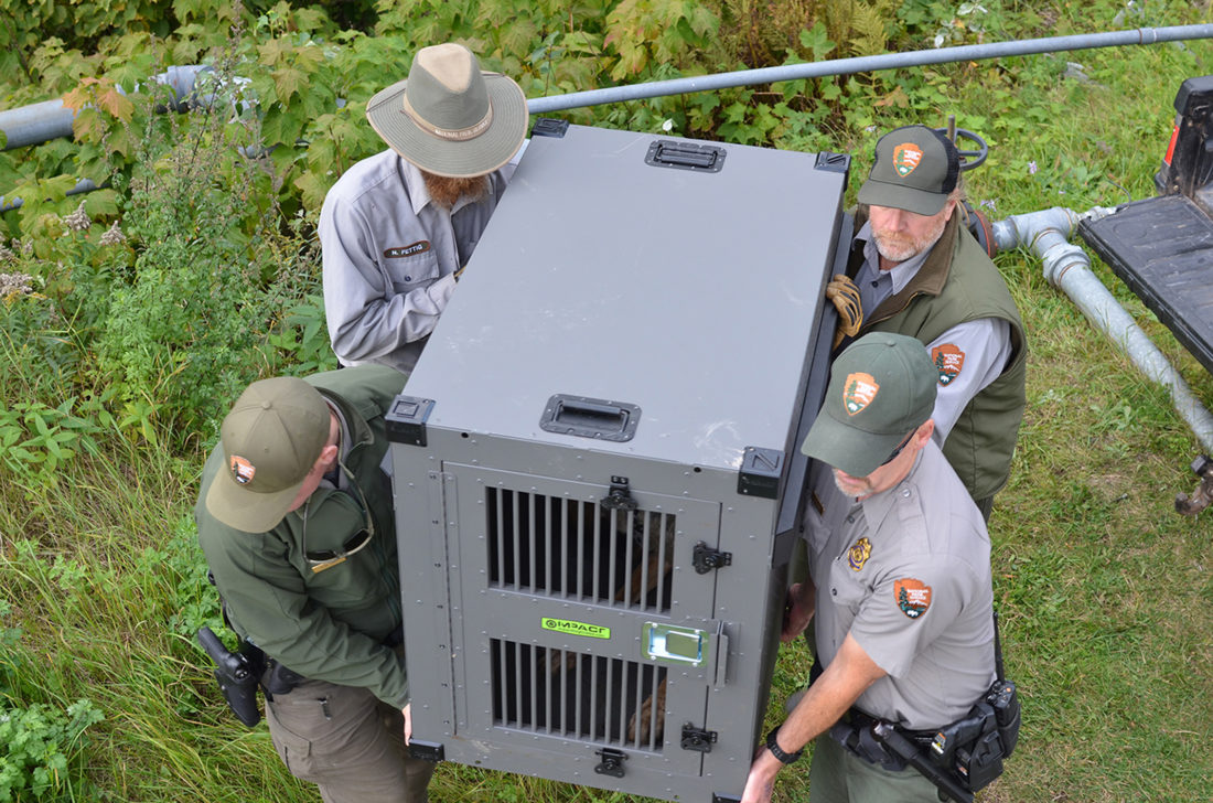 First wolves relocated to Isle Royale National Park | News, Sports ...